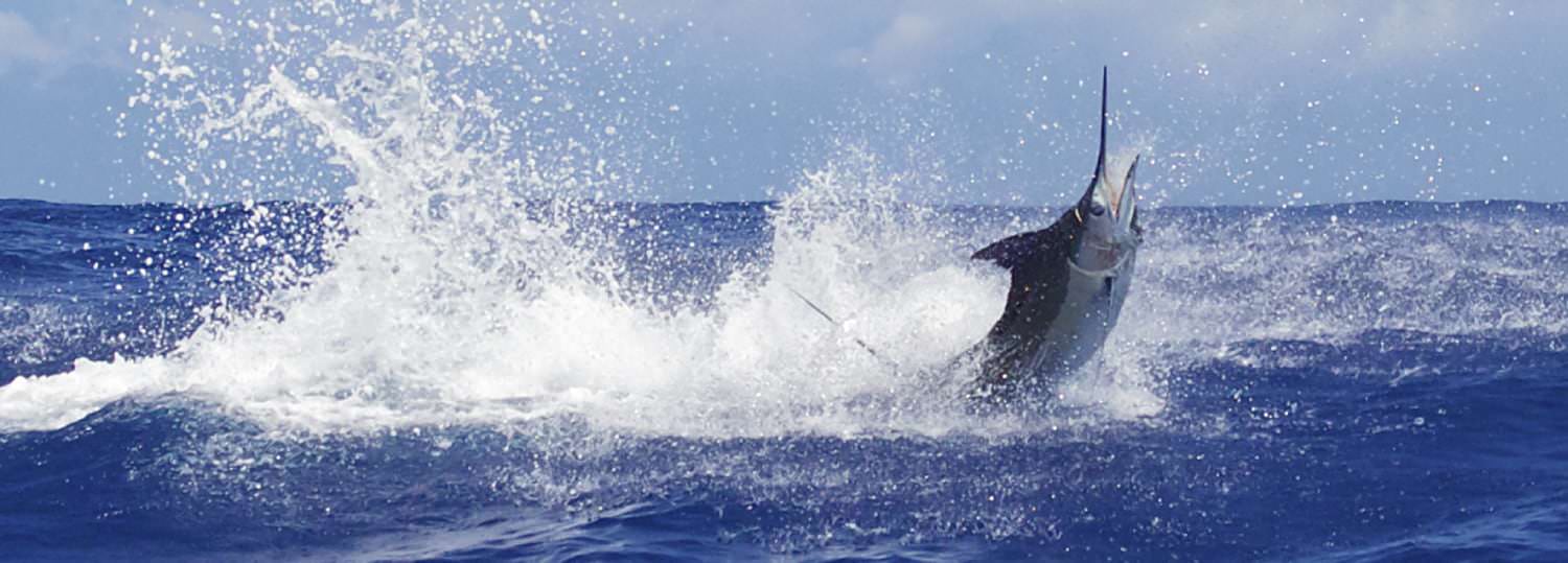 Humdinger Sportfishing | Big Island Guide