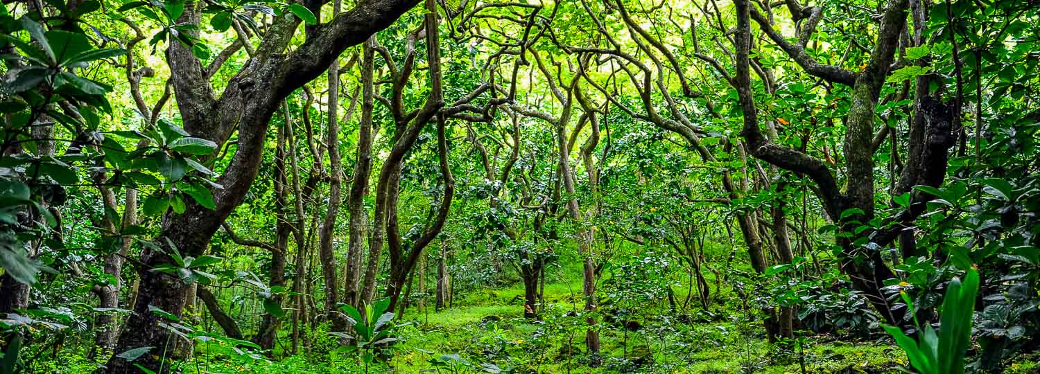 5 Must-See Sights for a Trip to Puna | Big Island Guide