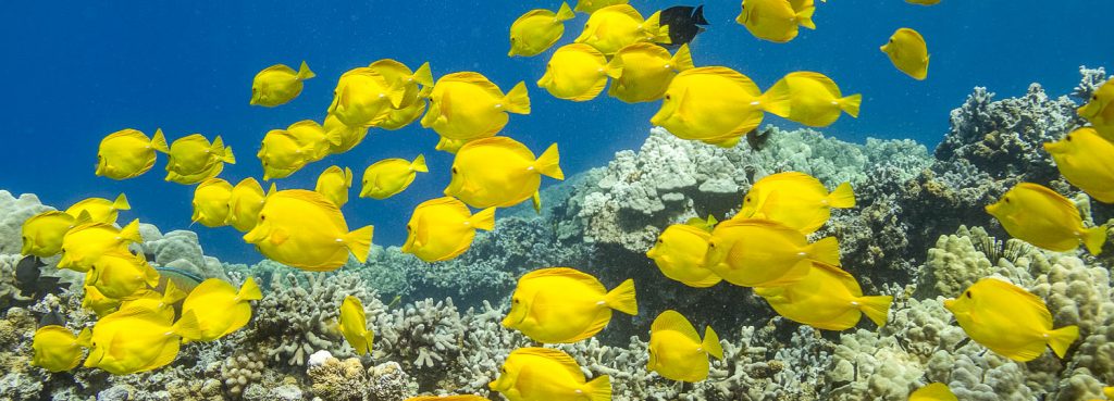 Aloha Kayak Co. | Big Island Guide