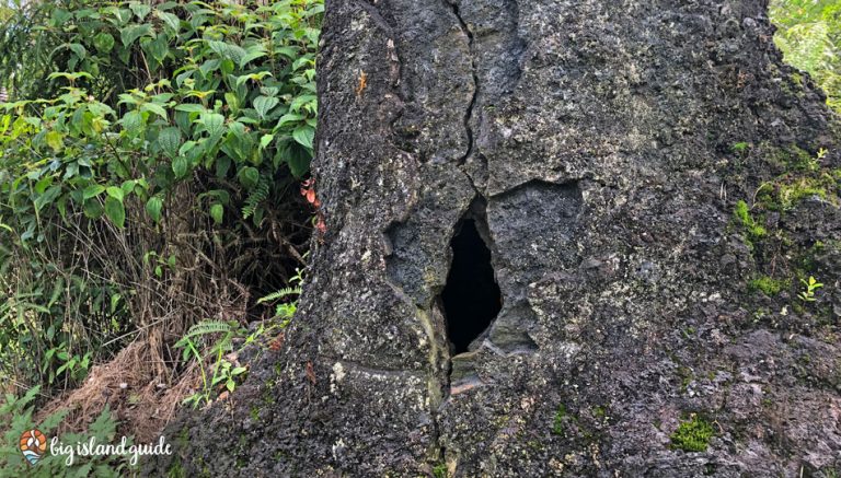 Take a Stroll Through Lava Tree State Park | Big Island Guide