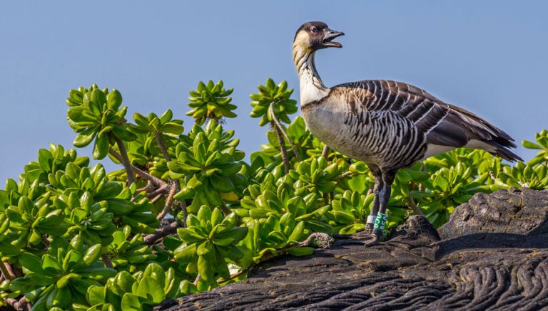 Hawaii Island Festival of Birds | Big Island Guide
